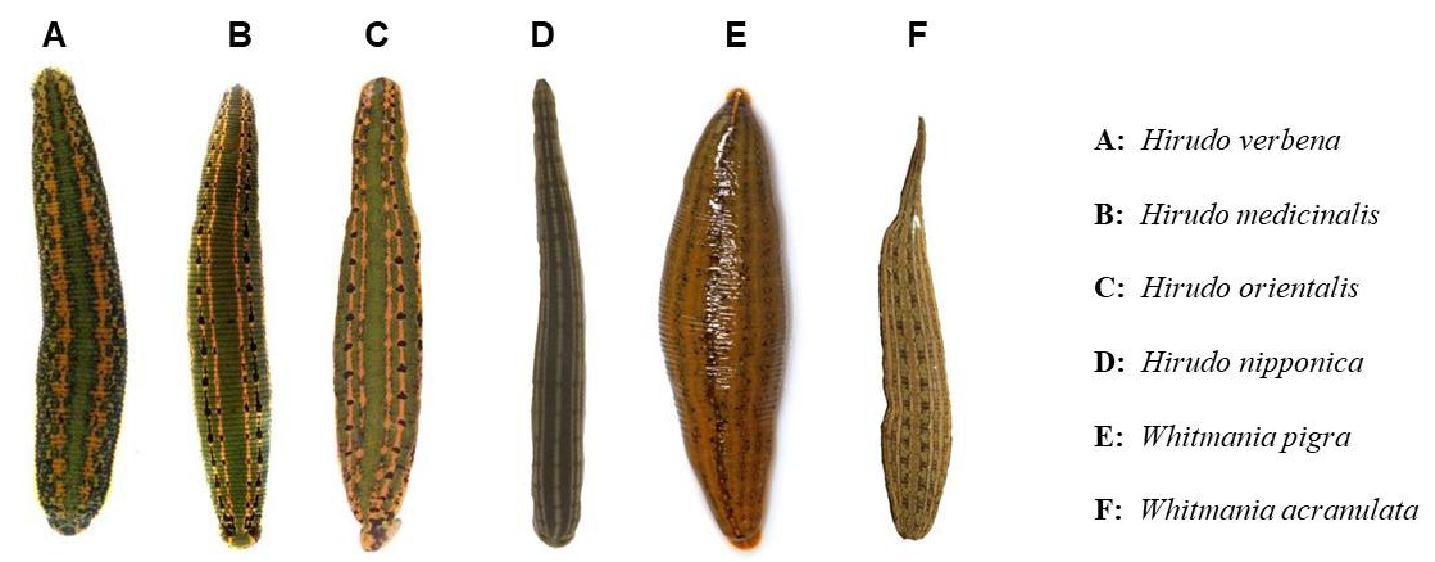 Hirudo Medicinalis Life Cycle