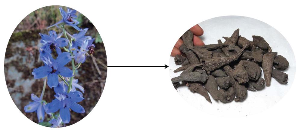 网刊加载中。。。