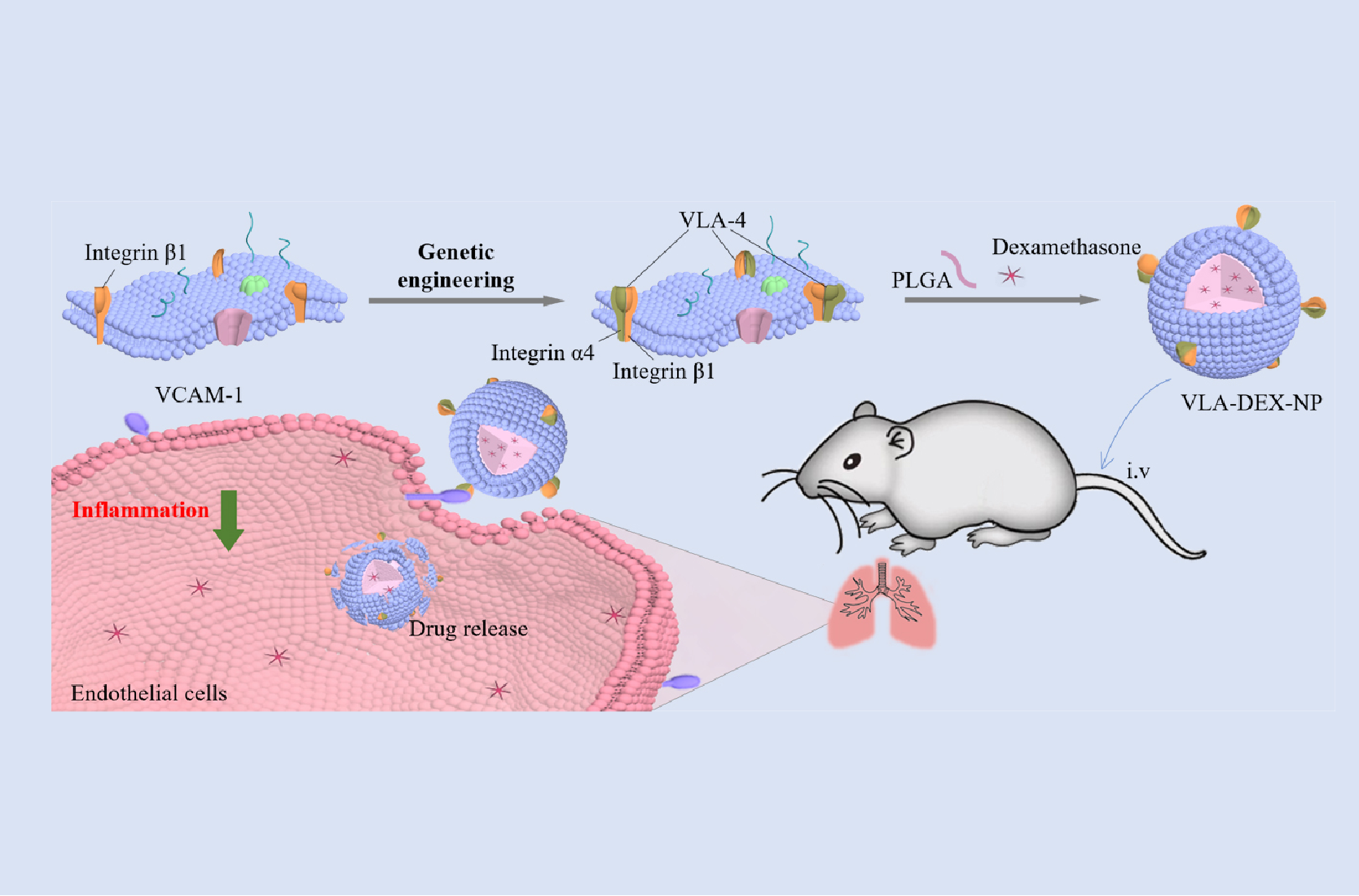 Biomedical Engineering Communications