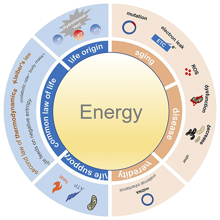 Medical Theory and Hypothesis