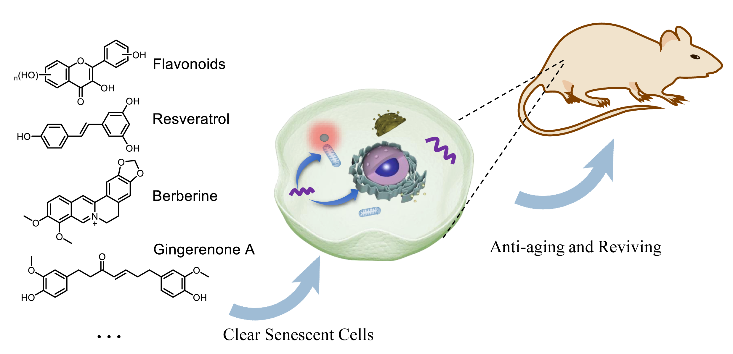 Traditional Medicine Research